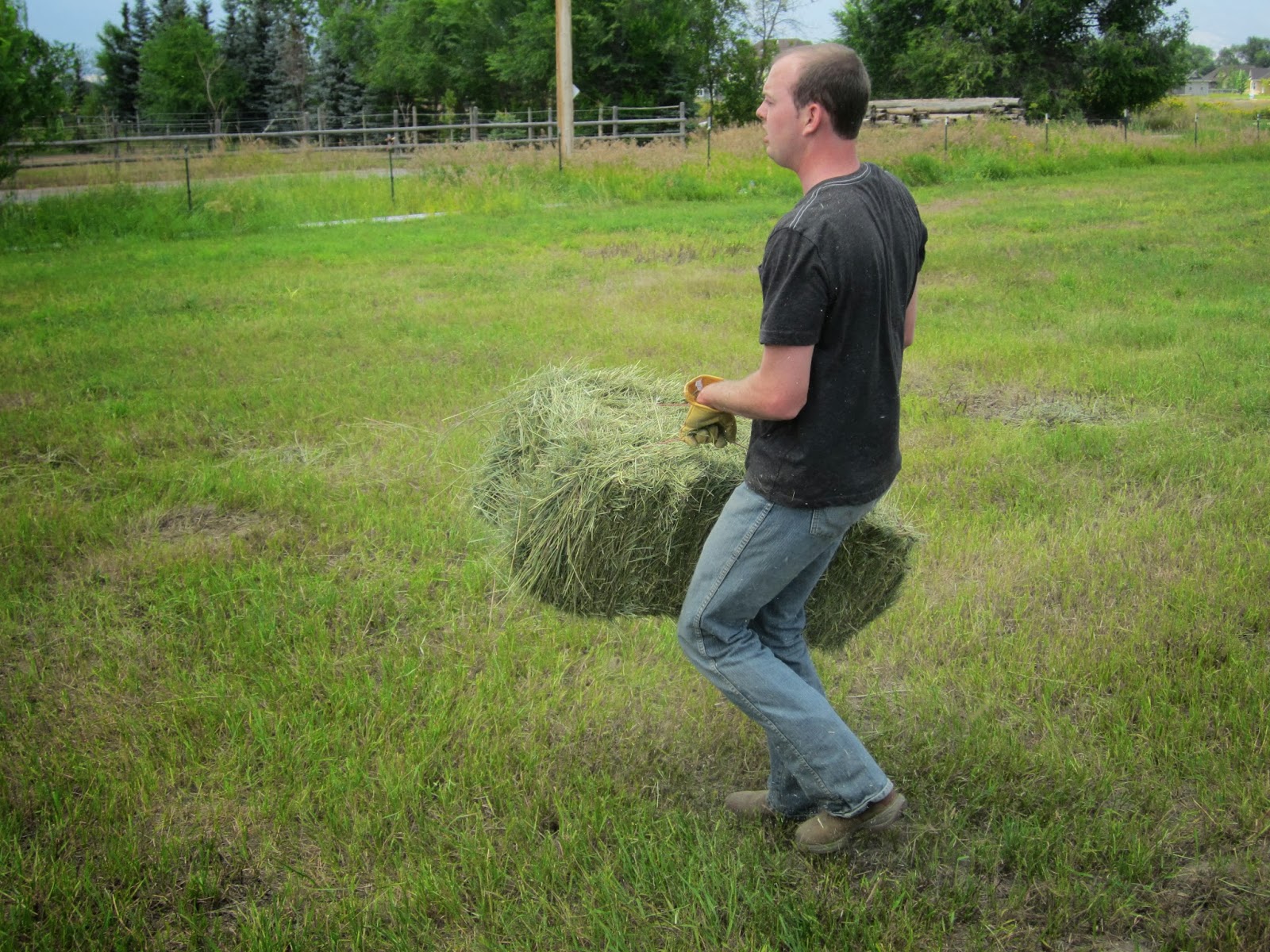 Called To Serve: Bucking Hay! Sent August 5, 2013